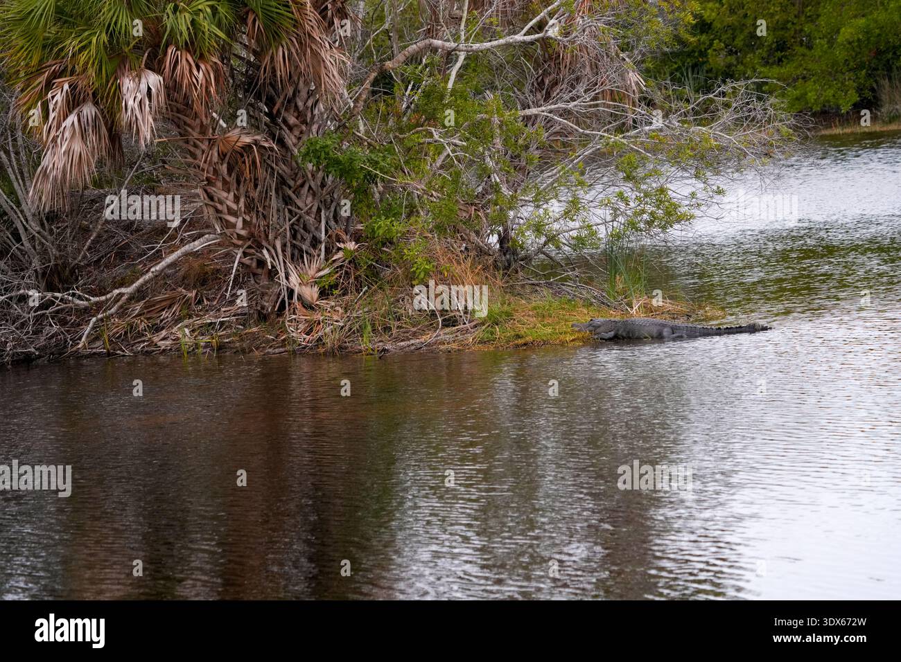 Alligator as seen at the Naples Botanical Garden, Naples Florida ...