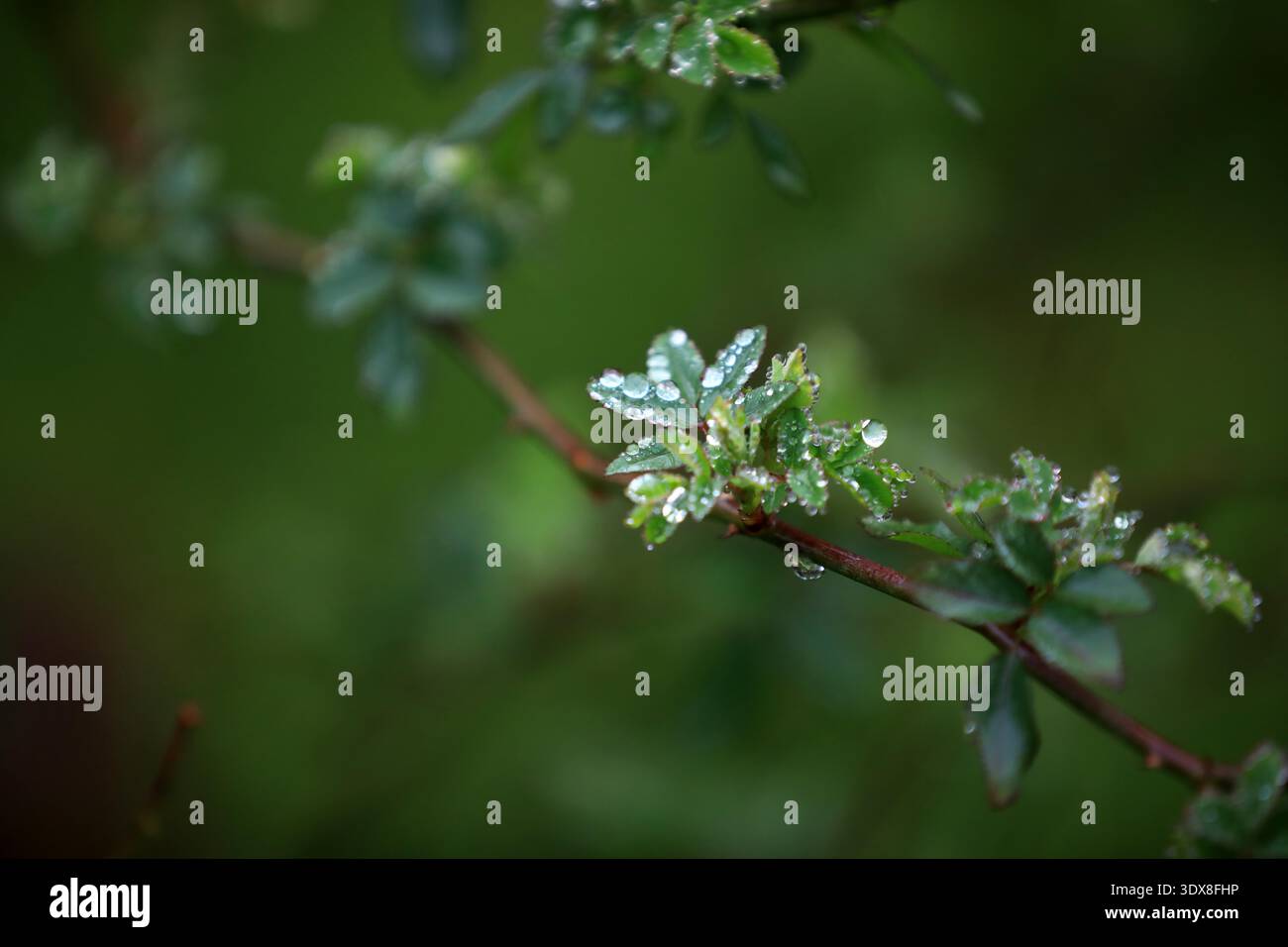 Plants glisten with raindrops as spring rain falls in Huai'an City ...