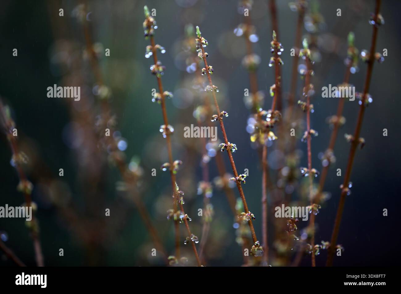 Plants glisten with raindrops as spring rain falls in Huai'an City ...
