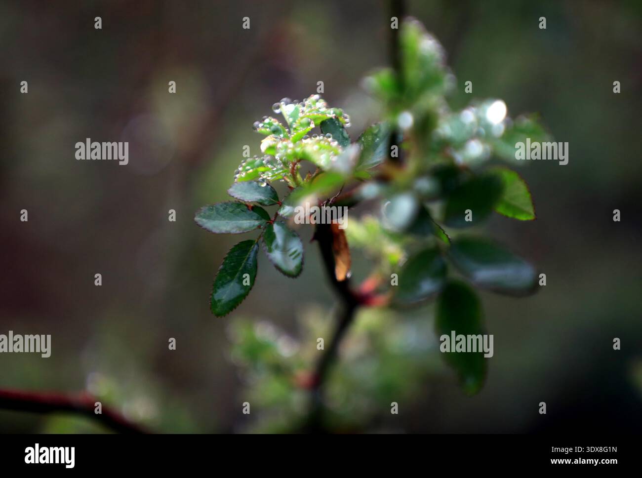 Plants glisten with raindrops as spring rain falls in Huai'an City ...