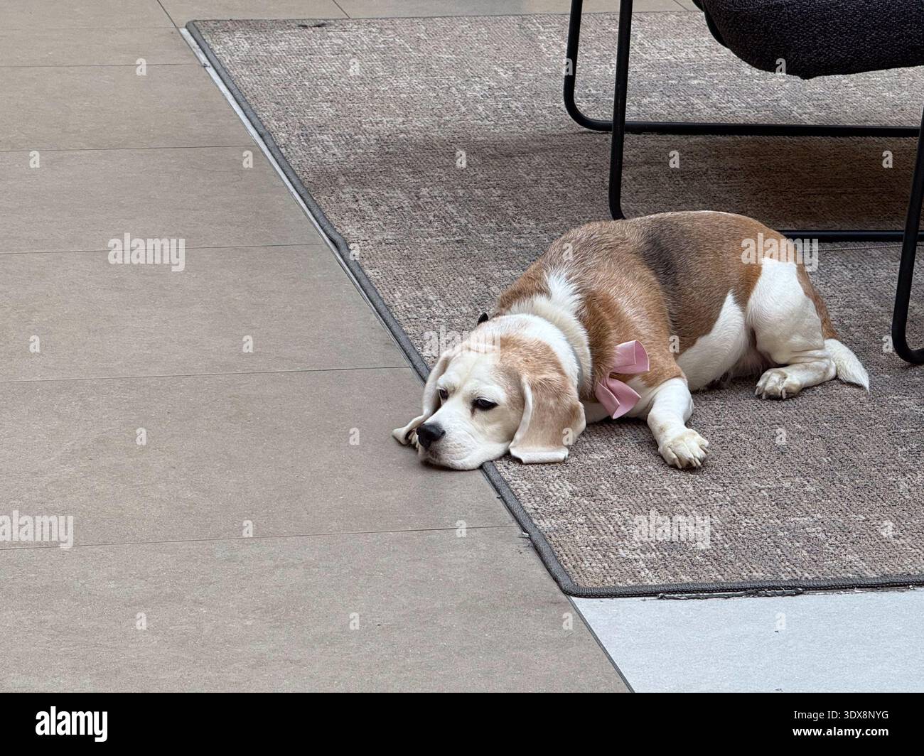 Beagle resting on carpet indoors. Comfort, calmness, pets ...
