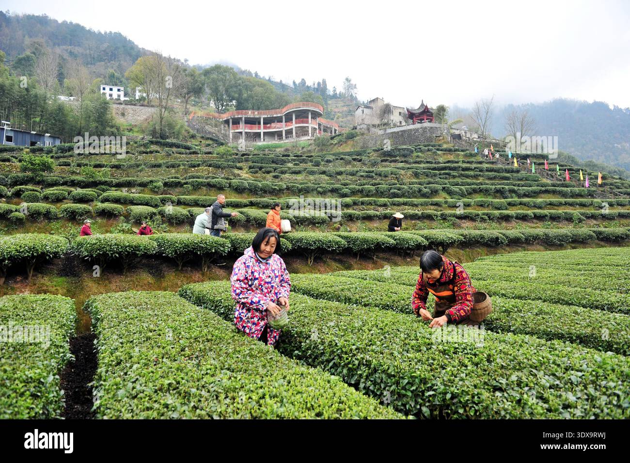 Tea farmers pick early spring tea leaves in Zigui County of Yichang ...