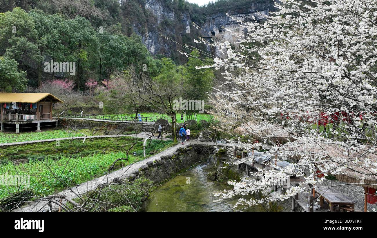Tourists admire spring flowers at Peach Blossom Land scenic area in ...