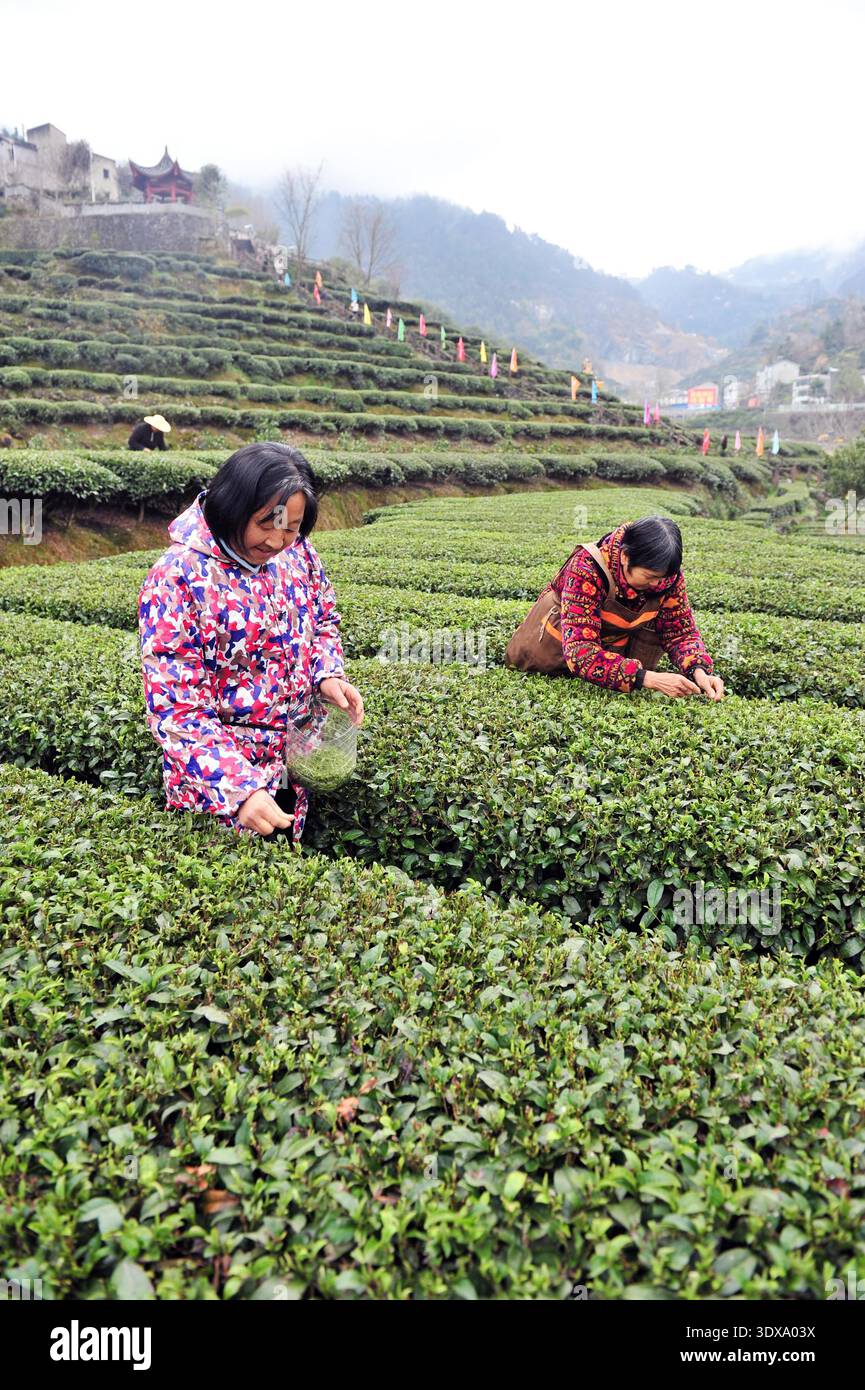 Tea farmers pick early spring tea leaves in Zigui County of Yichang ...