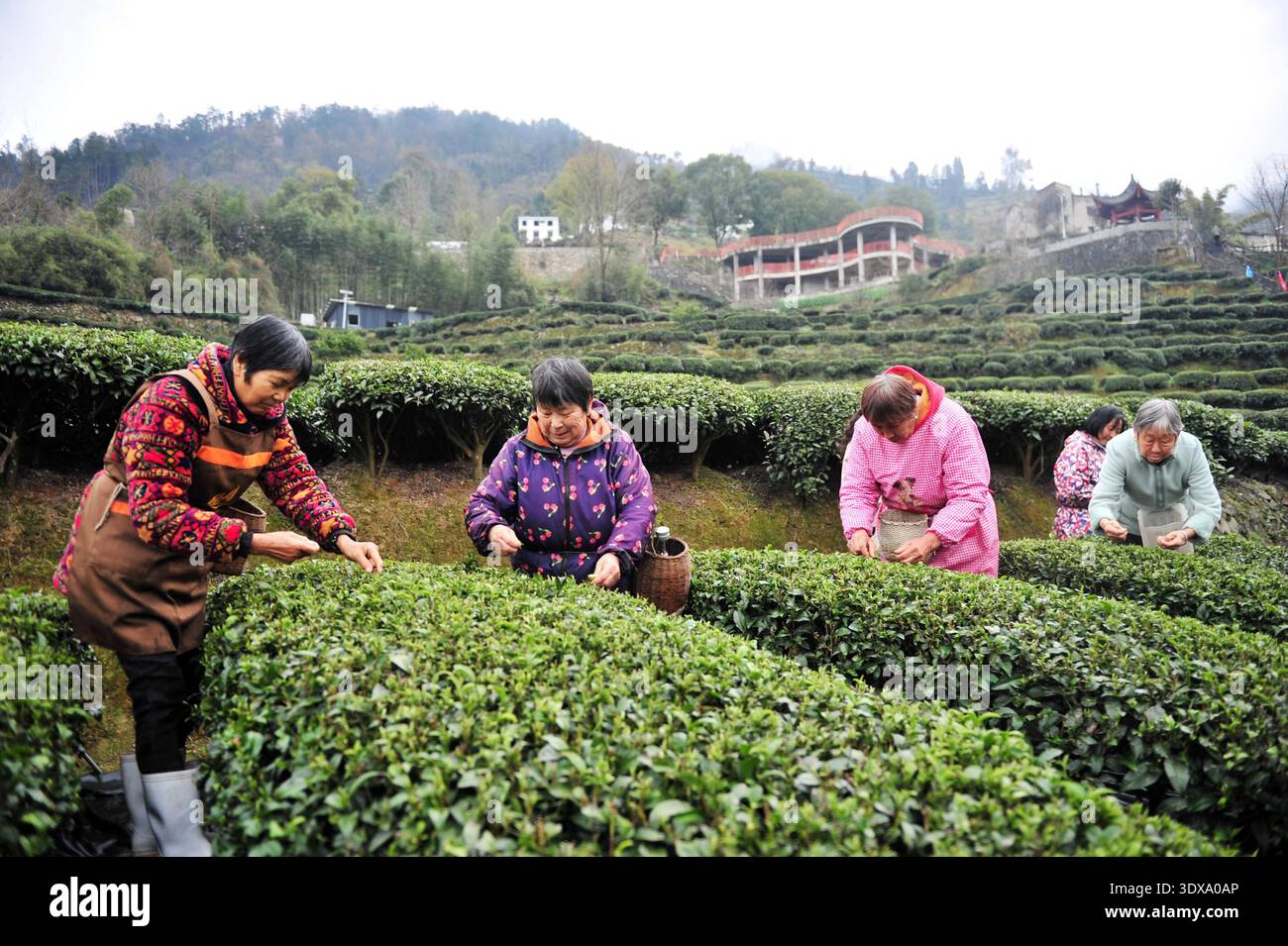 Tea farmers pick early spring tea leaves in Zigui County of Yichang ...