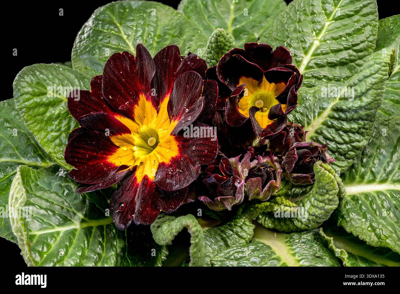Dark maroon center hi-res stock photography and images - Alamy