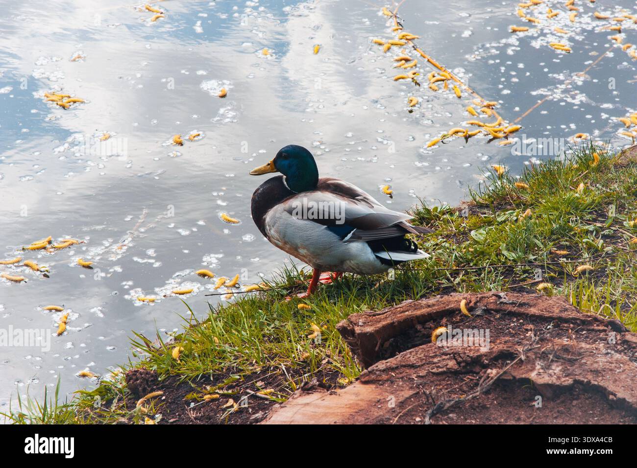 Male mallard duck in natural habitat, pausing on shoreline. The still ...