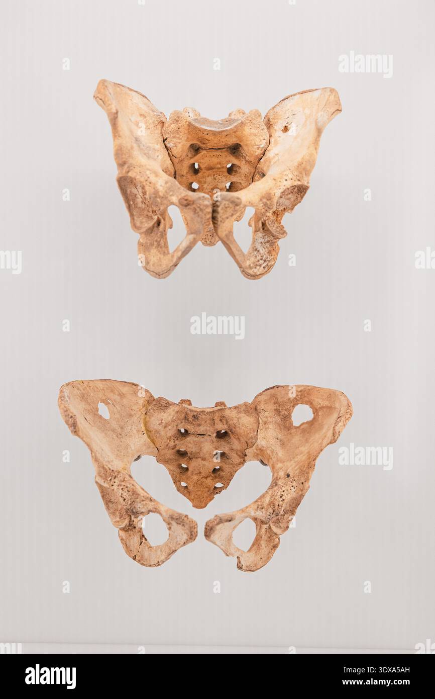 Pelvis anatomy hi-res stock photography and images - Alamy