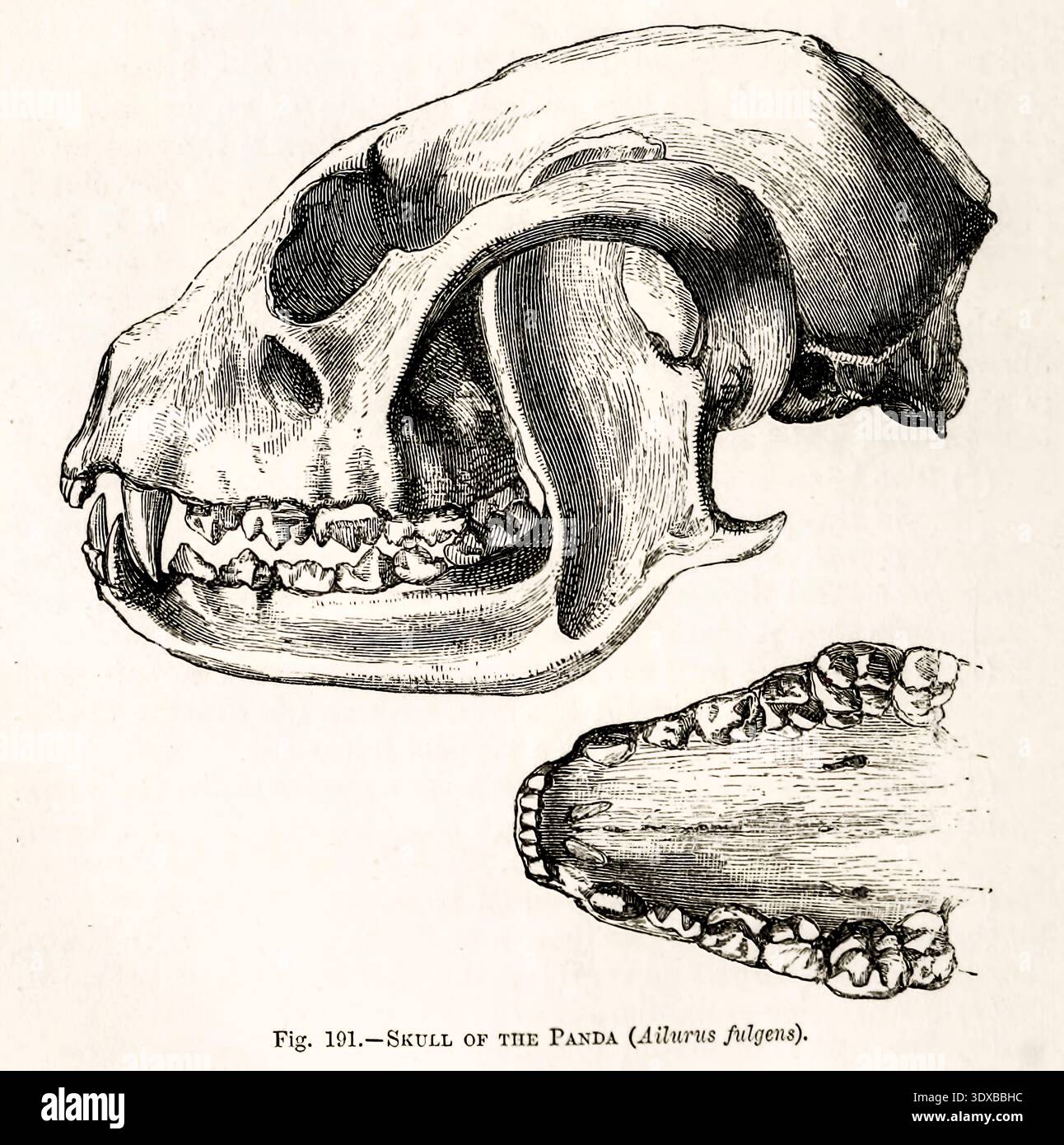Red panda skull drawing from a vintage zoology book, showing jaw ...