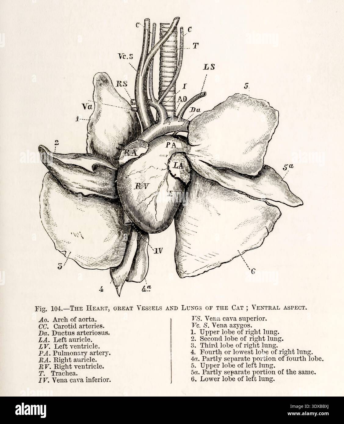 Vintage anatomical illustration detailing the feline heart, great ...