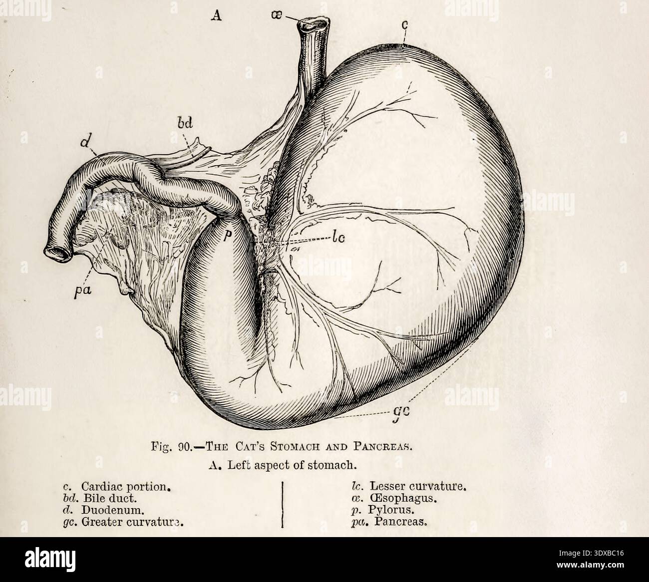 Digestive structures hi-res stock photography and images - Alamy