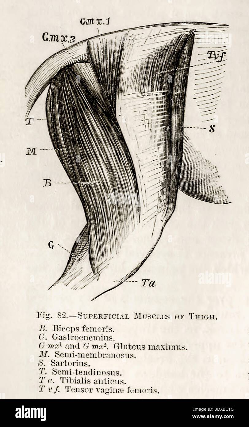 Vintage anatomical drawing illustrating superficial muscles of a cat's ...