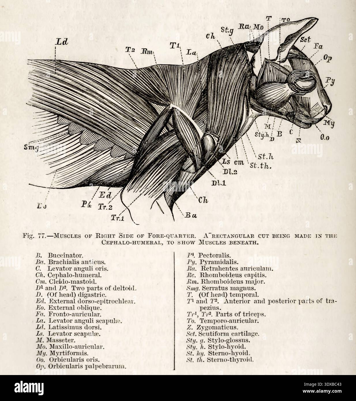 Cat anatomy diagram of forequarter and head musculature and tendons ...