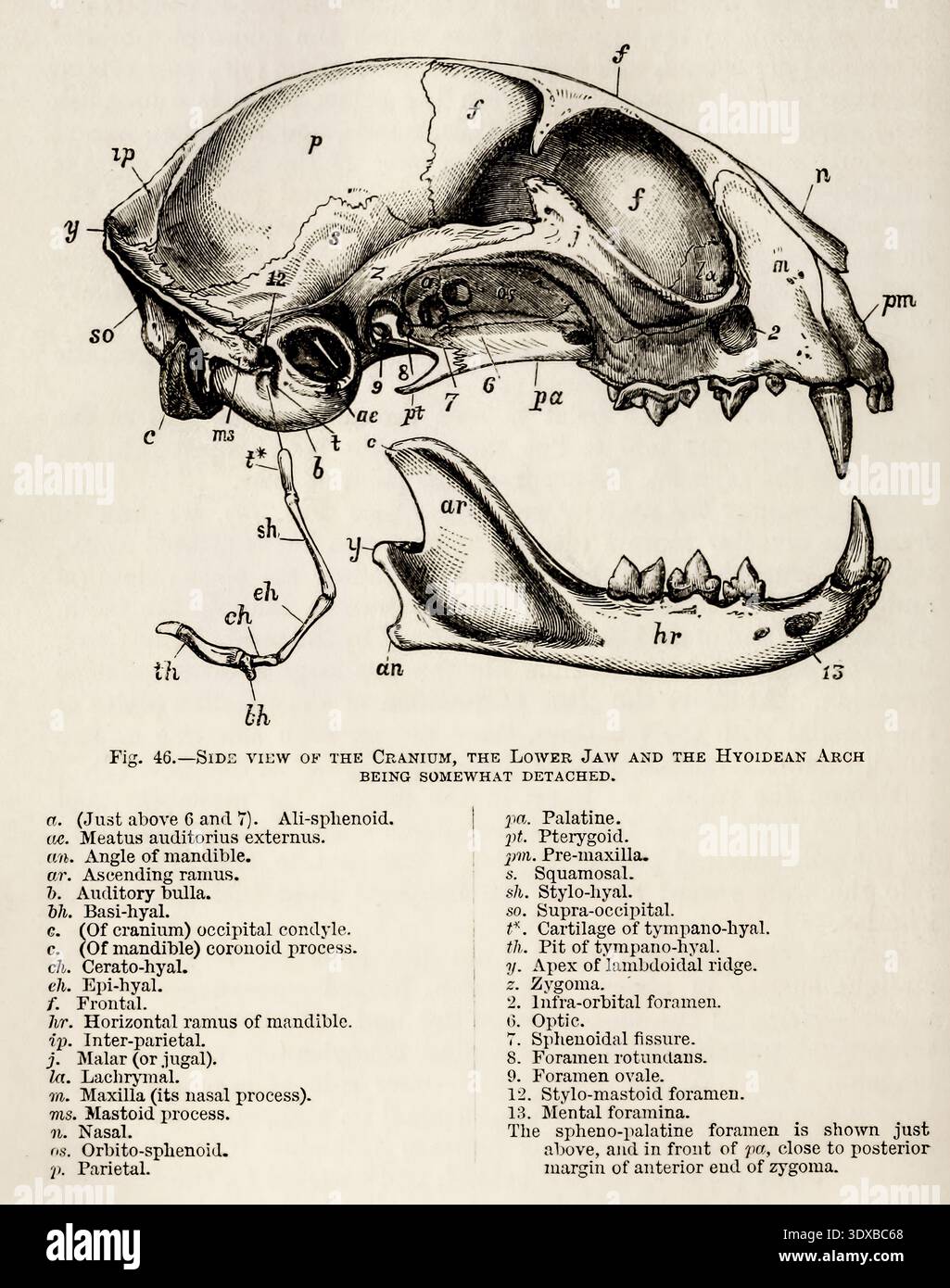 Hyoid bone in a cat hi-res stock photography and images - Alamy