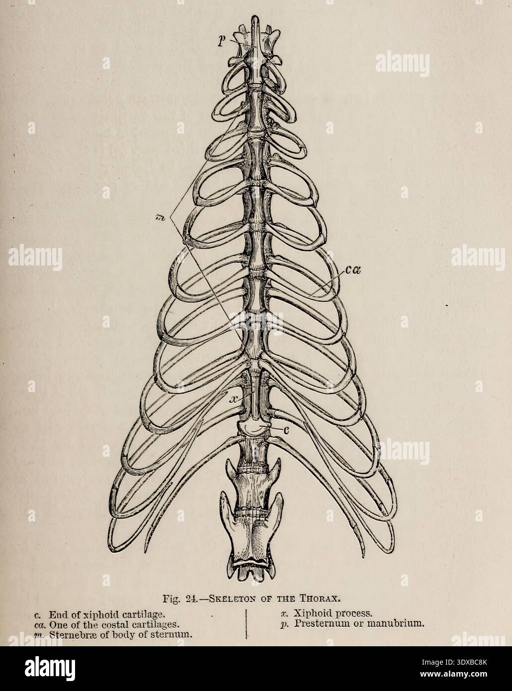 Rib cage organs hi-res stock photography and images - Alamy
