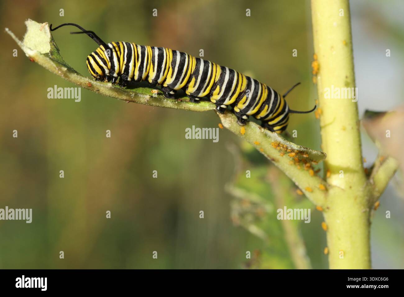 Trait horizontal hi-res stock photography and images - Alamy