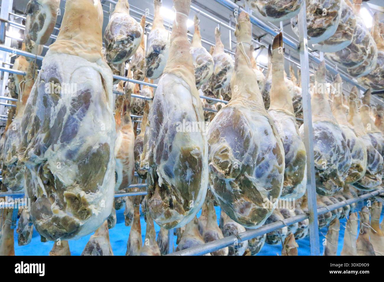 BIJIE, CHINA - FEBRUARY 28, 2026 - Scene of the ham curing workshop of ...
