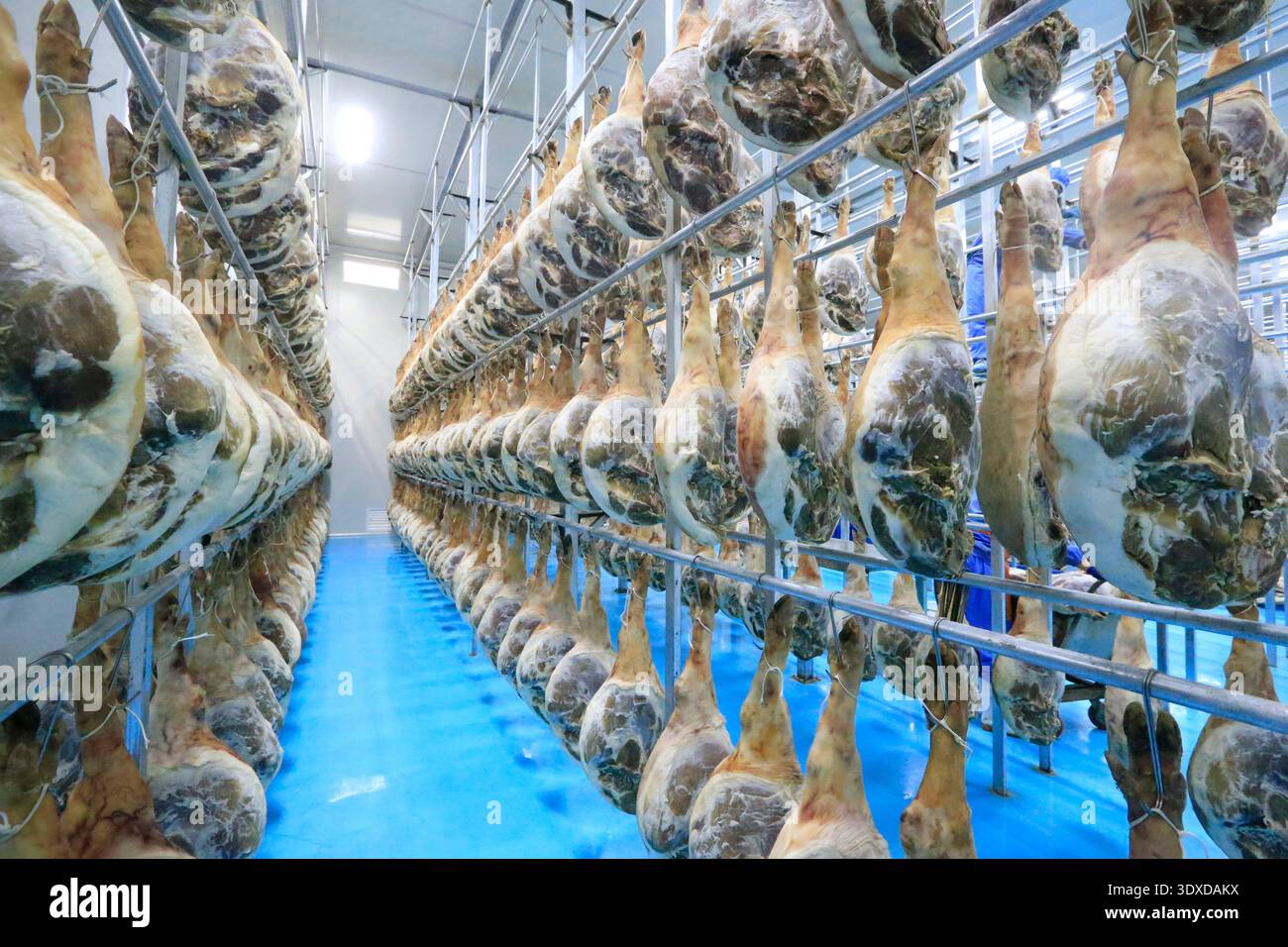 BIJIE, CHINA - FEBRUARY 28, 2026 - Scene of the ham curing workshop of ...
