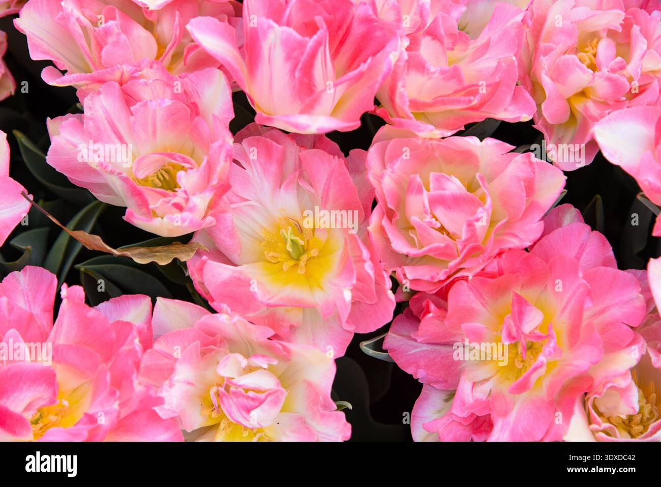 Layered bloom wide photo hi-res stock photography and images - Alamy