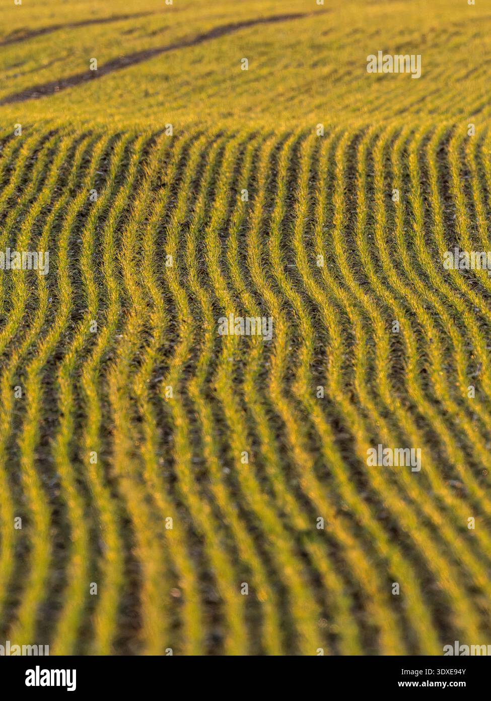 02 March 2026, Baden-Württemberg, Rottweil: Small plants can be seen at ...