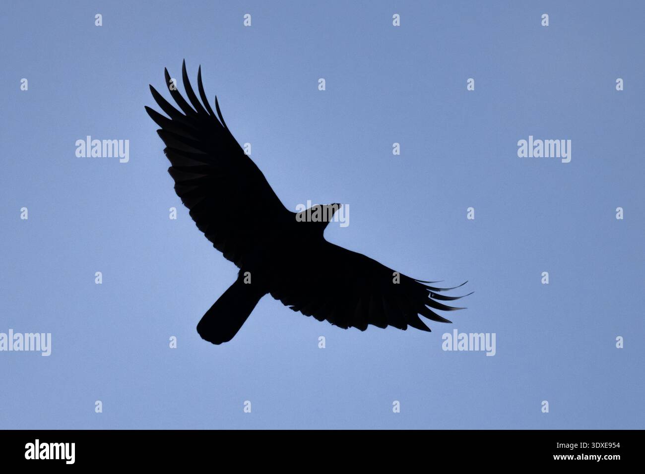 02 March 2026, Baden-Württemberg, Rottweil: A crow flies over a field ...