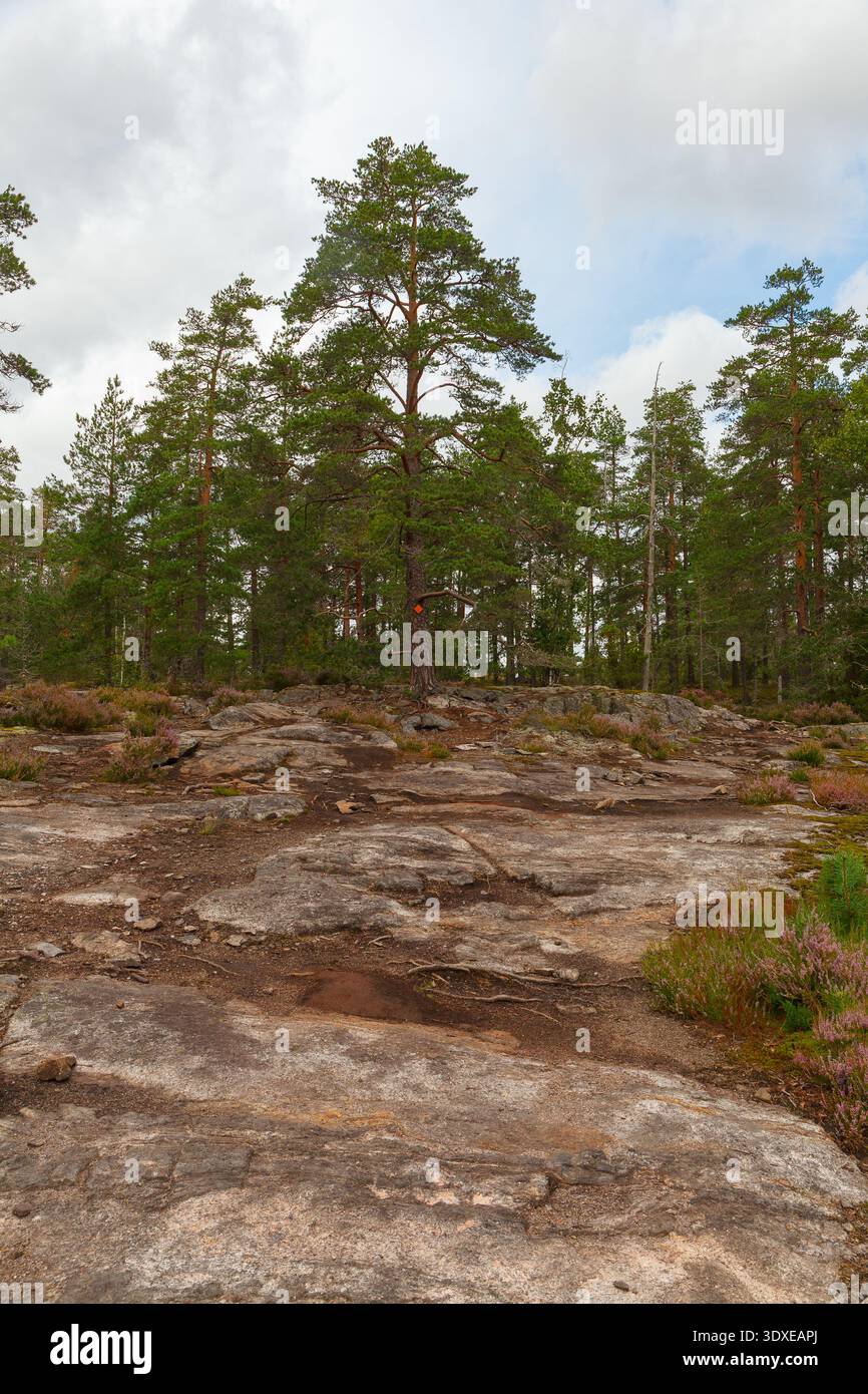 Natural granite rock covered with moss, lichens, and green vegetation ...