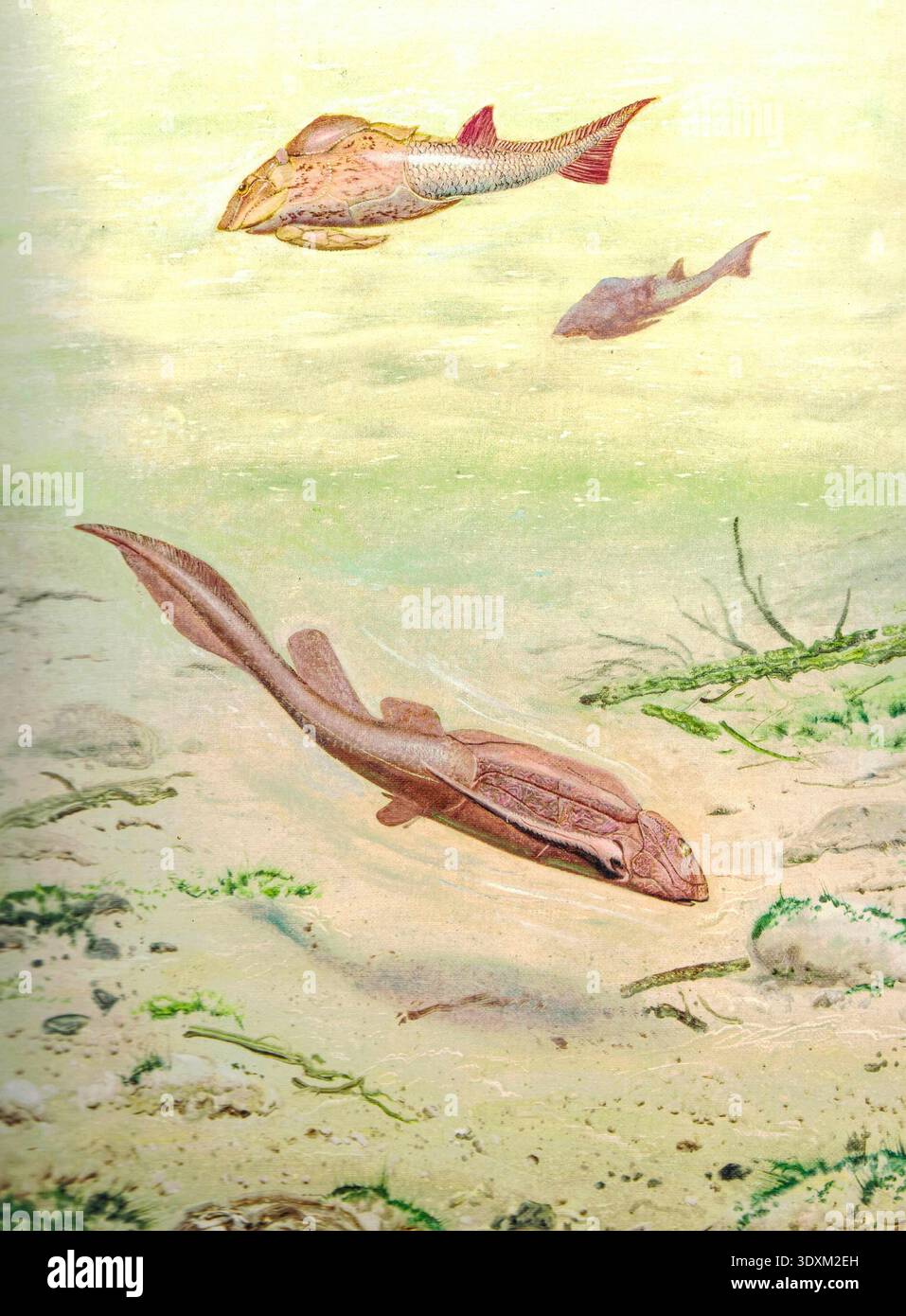 Pterichtys and Bothriolepis. Ancient armored fish swim in shallow ...