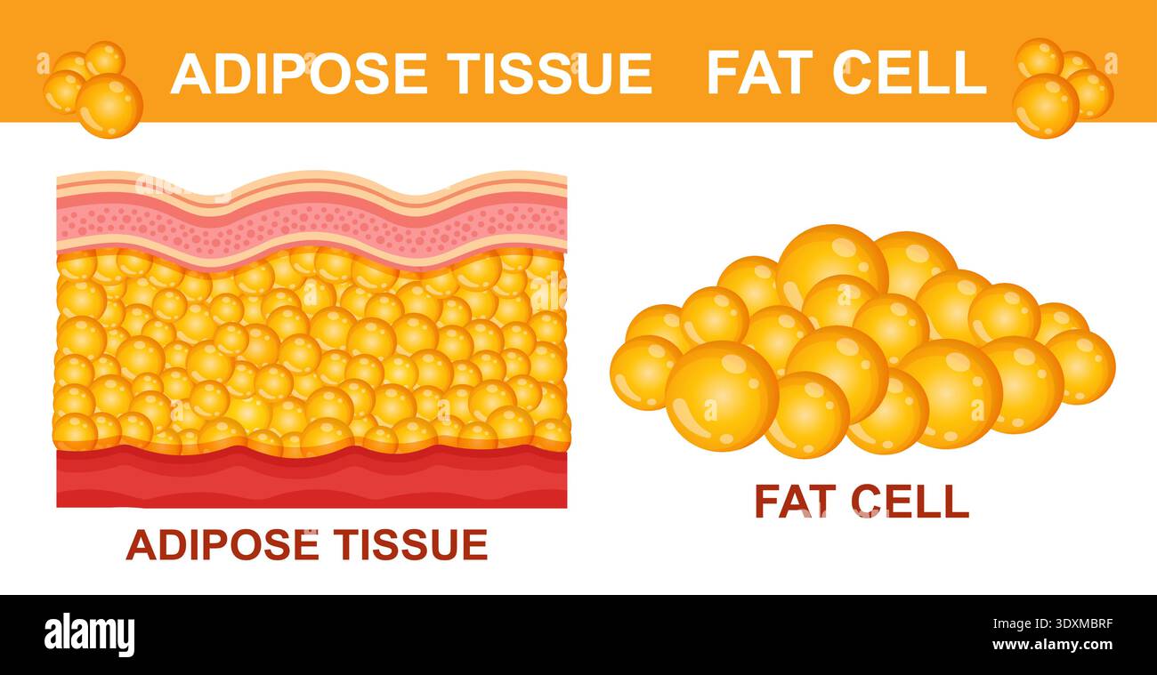 Visceral fat hi-res stock photography and images - Alamy