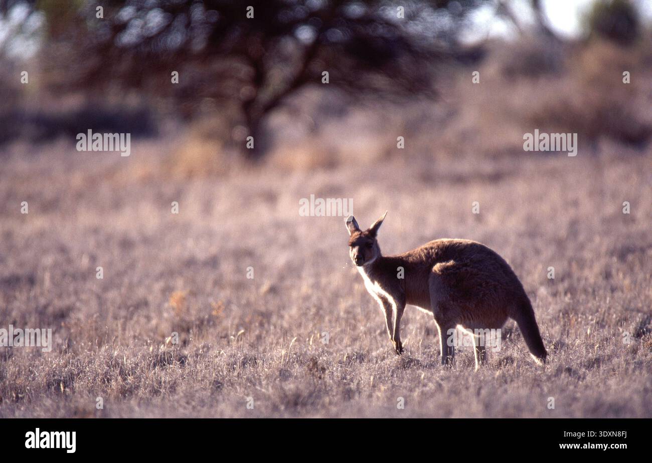 Western Grey Kangaroo (Macropus fuliginosus) Nullarbor, Western ...
