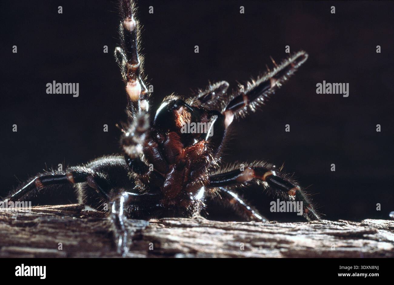 Funnel web spider in defensive stance Stock Photo - Alamy