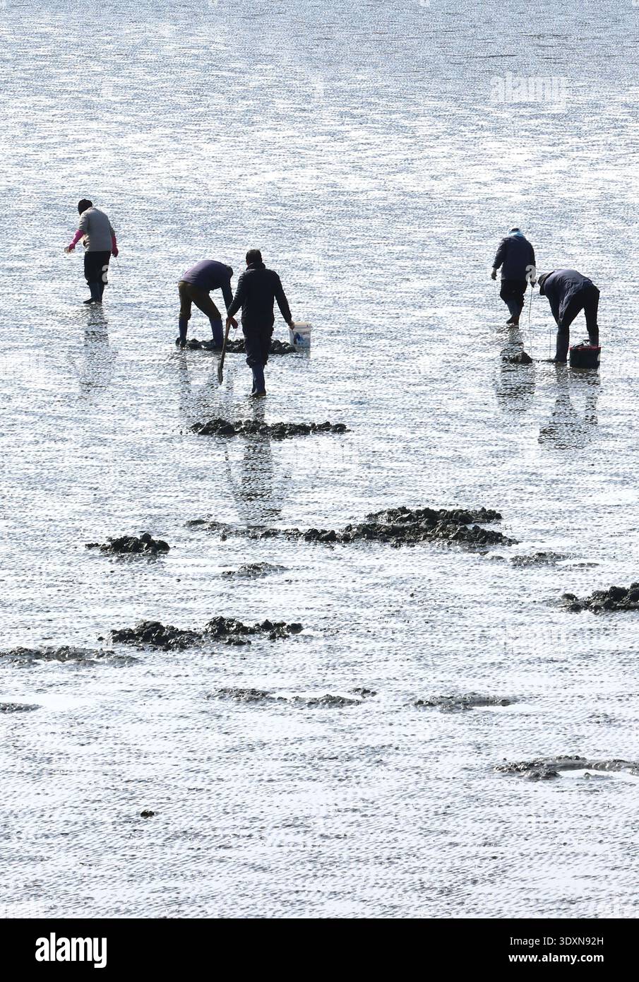 Clam digging in S. Korea People dig for clams at a tidal flat on Daebu ...