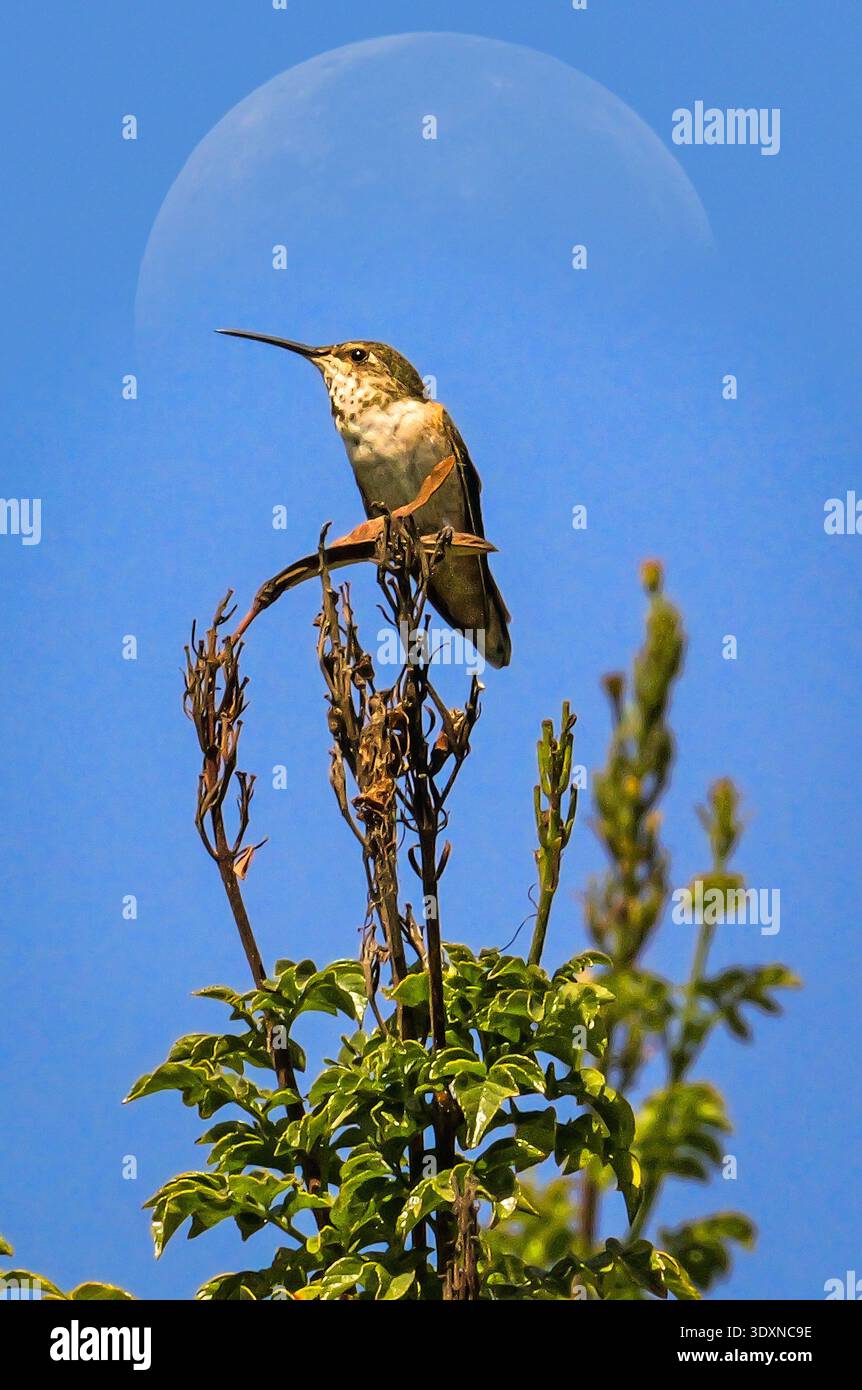 Hummingbird with moon hi-res stock photography and images - Alamy