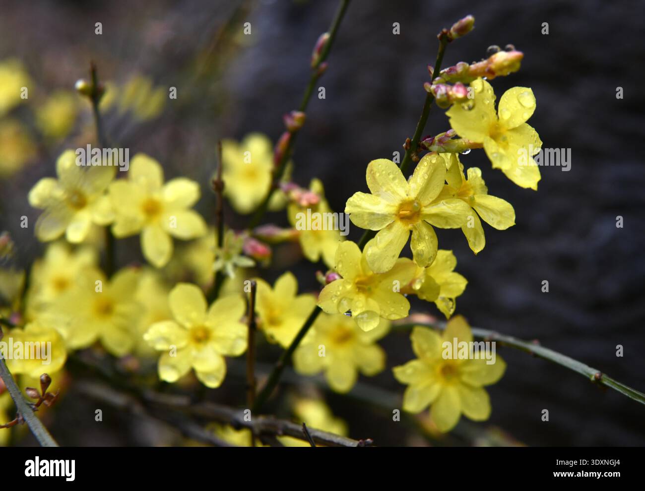 Flowers bloom vibrantly after spring rain at Ziyunhu Park in Shanting ...