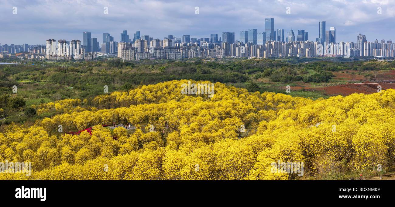 Aerial photo shows the 400-acre golden trumpet trees in full bloom at ...