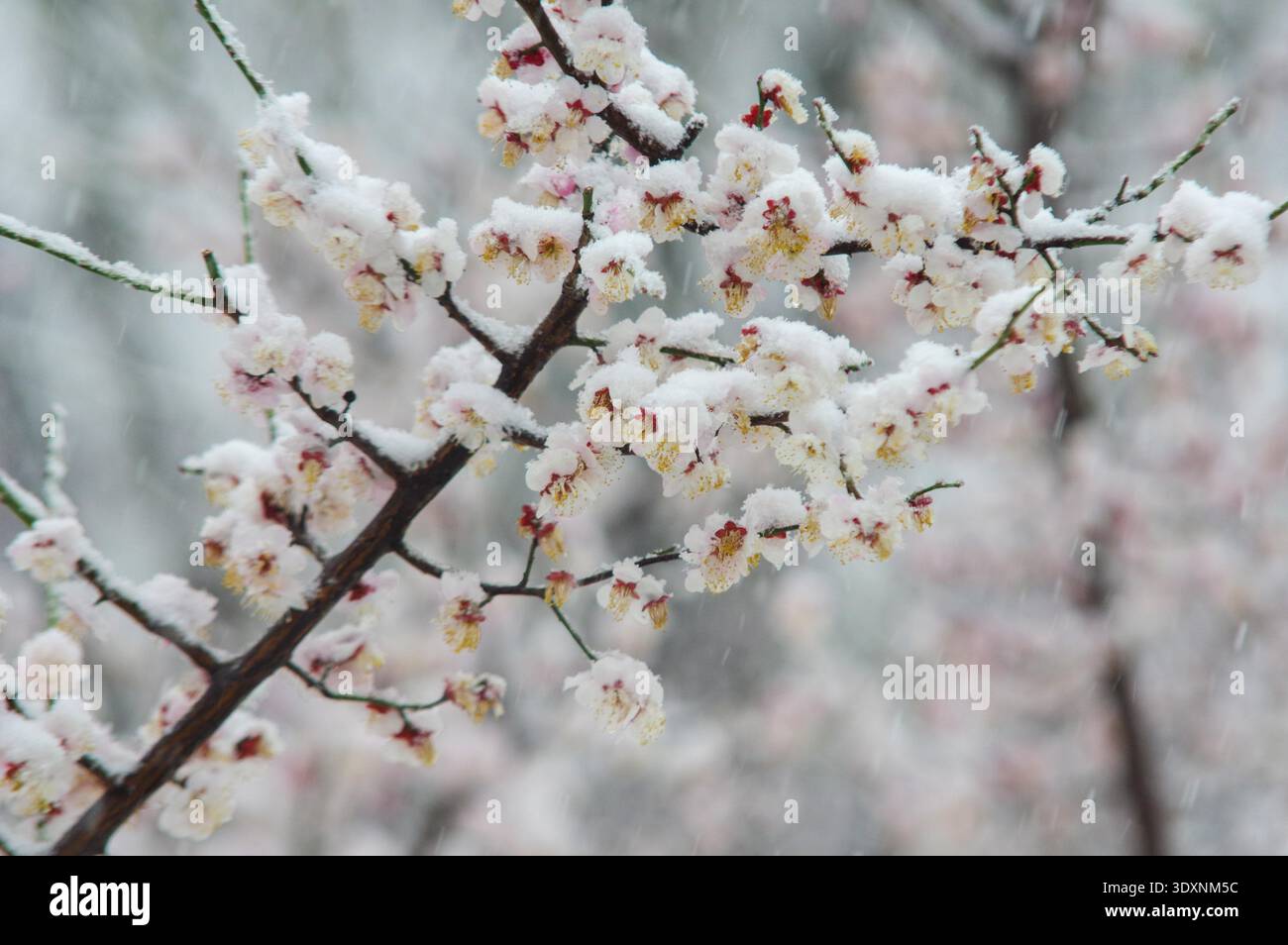 Snow-covered plum blossoms create early spring scenery in Jize County ...