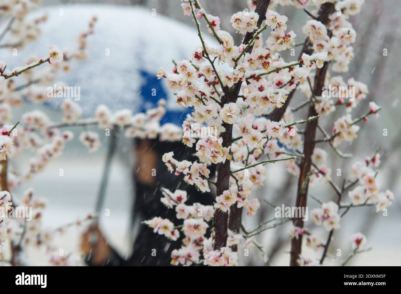 Snow-covered plum blossoms create early spring scenery in Jize County ...