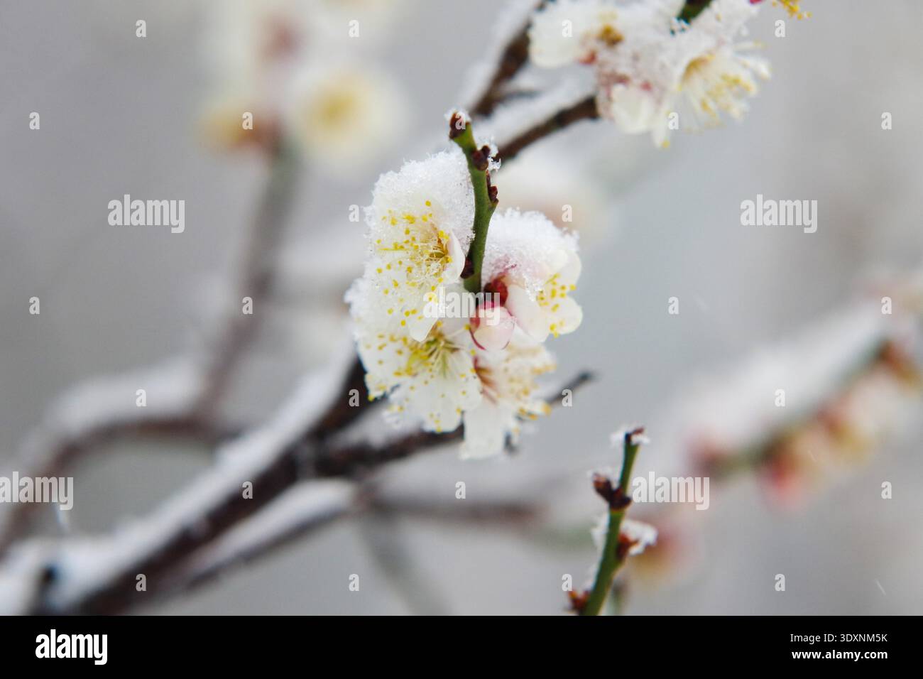 Snow-covered plum blossoms create early spring scenery in Jize County ...