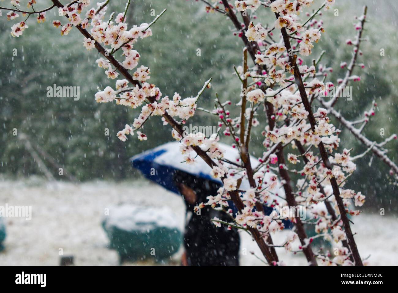 Snow-covered plum blossoms create early spring scenery in Jize County ...
