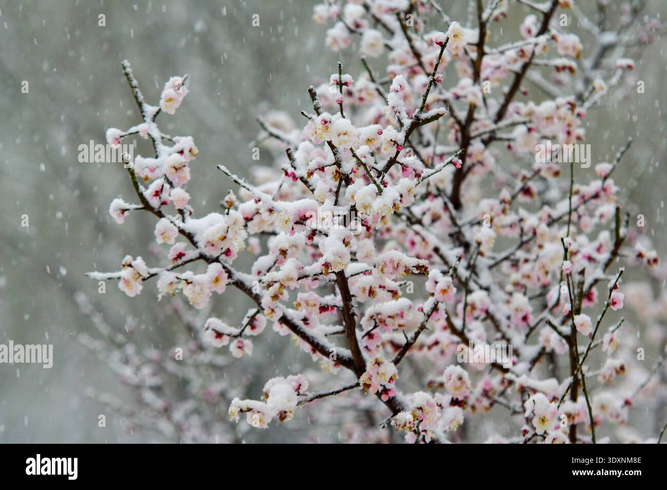 Snow-covered plum blossoms create early spring scenery in Jize County ...
