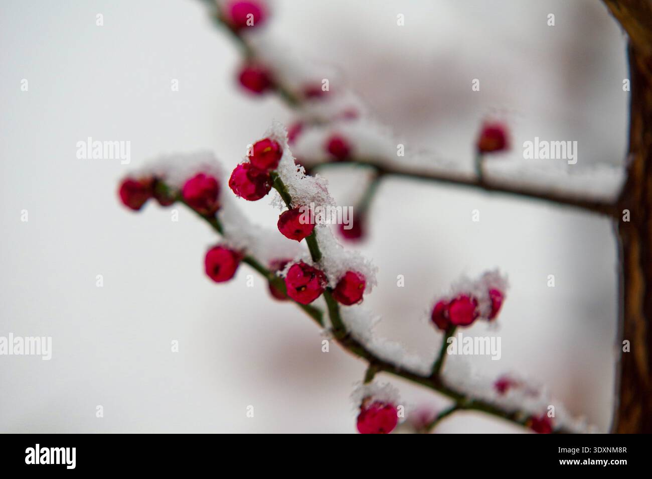 Snow-covered plum blossoms create early spring scenery in Jize County ...