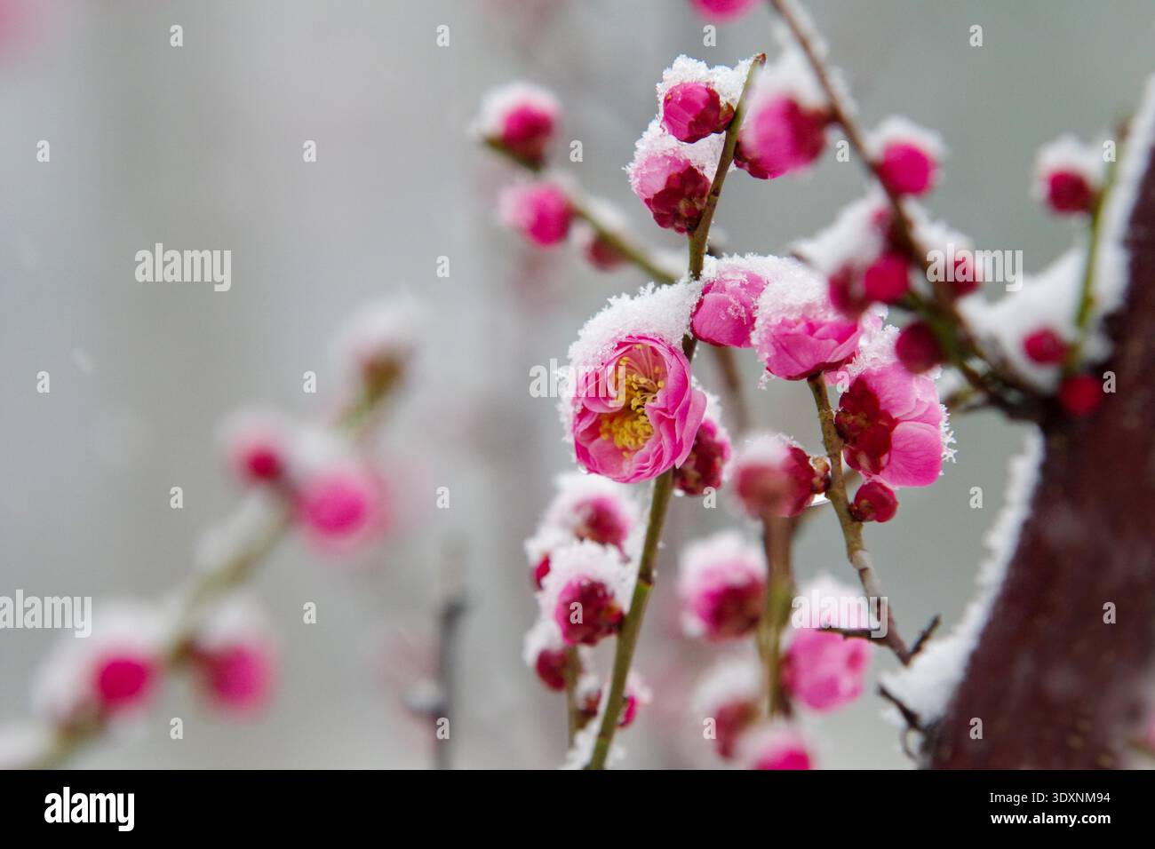 Snow-covered plum blossoms create early spring scenery in Jize County ...
