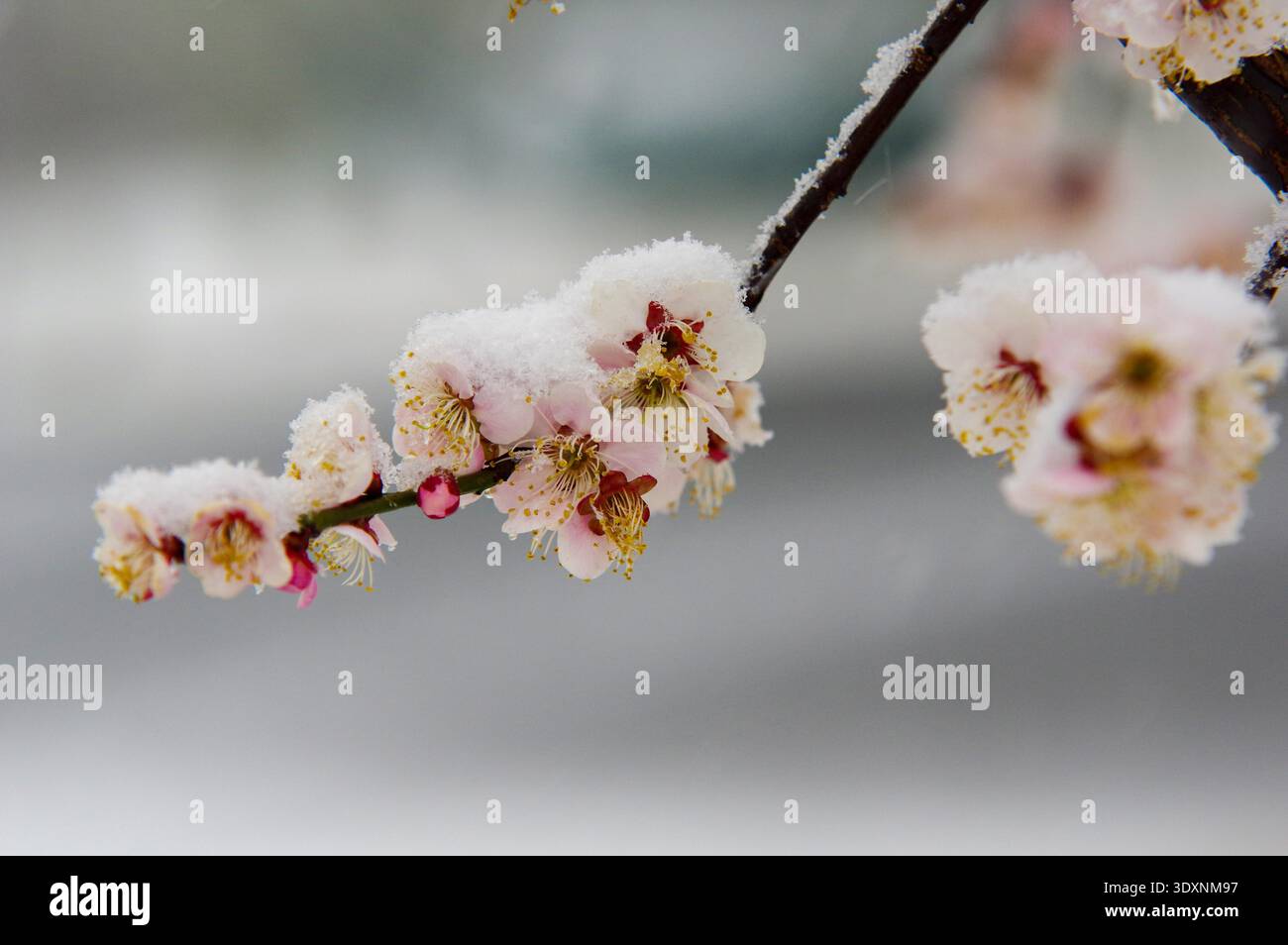 Snow-covered plum blossoms create early spring scenery in Jize County ...