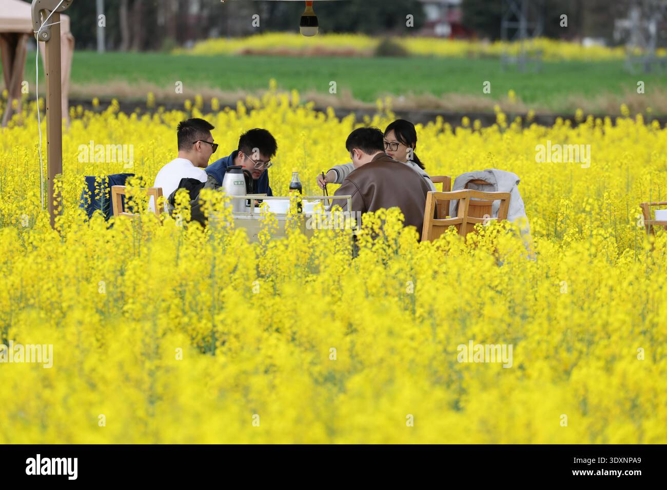 Tourists enjoy hotpot surrounded by blooming rapeseed flowers in ...