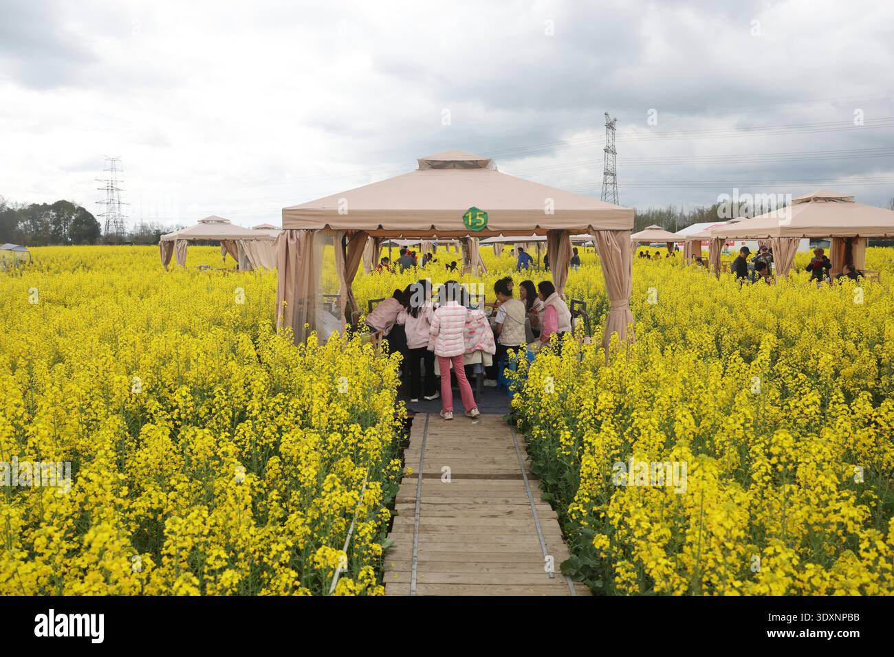 Tourists enjoy hotpot surrounded by blooming rapeseed flowers in ...