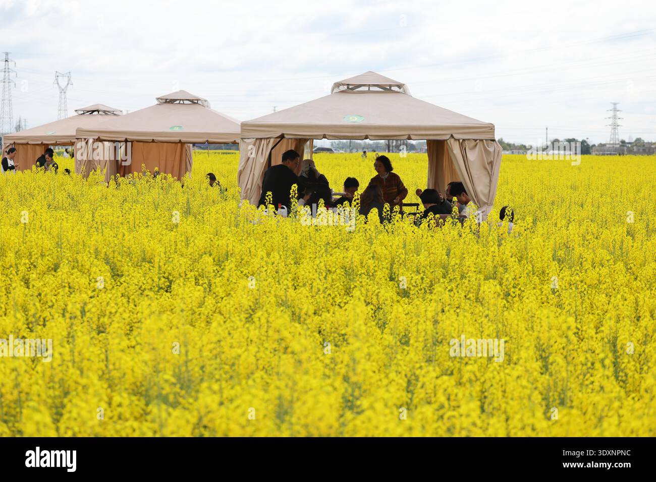 Tourists enjoy hotpot surrounded by blooming rapeseed flowers in ...