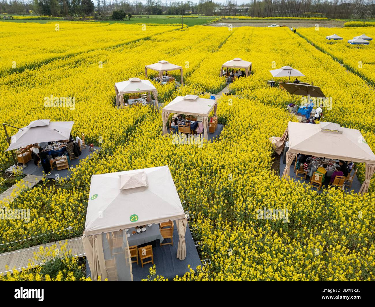Tourists enjoy hotpot surrounded by blooming rapeseed flowers in ...