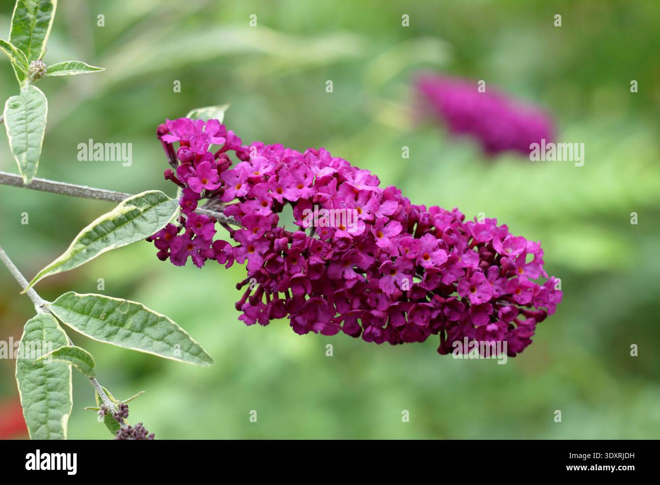 Buddleja davidii Harlequin Stock Photo - Alamy