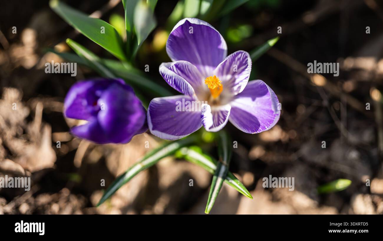 04 March 2026, Baden-Württemberg, Rottweil: Spring crocus blooms in the ...