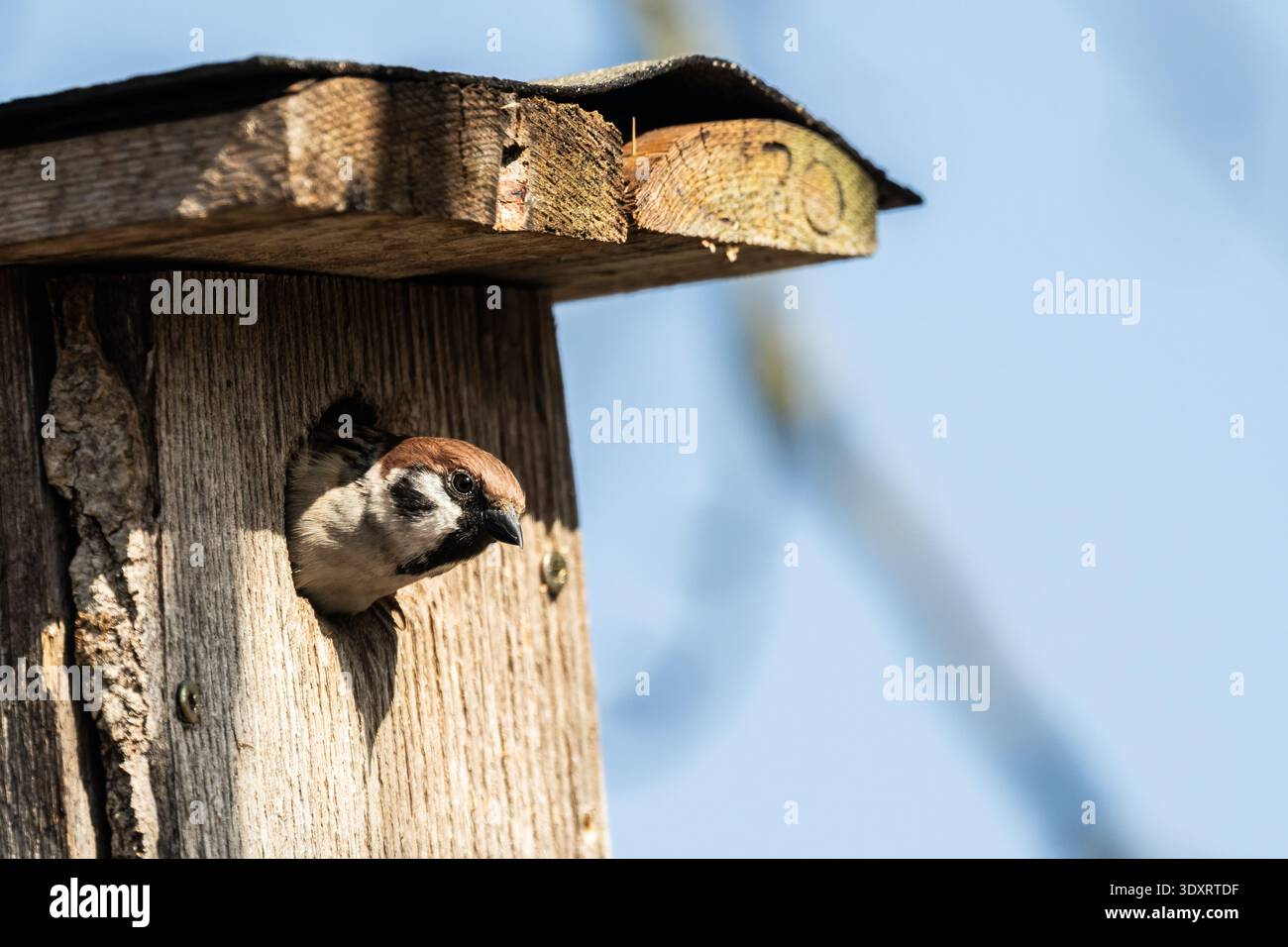 04 March 2026, Baden-Württemberg, Rottweil: A tree sparrow looks out of ...