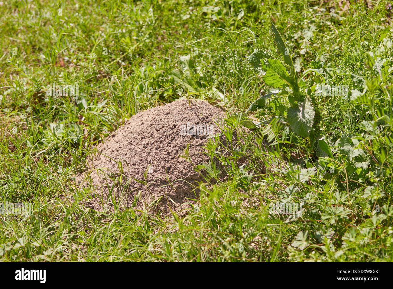Invasive fire ant mounds in southern georgia usa hi-res stock ...
